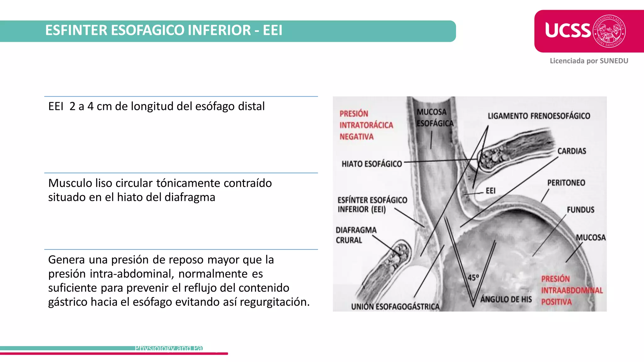 Clase II - Fisiopatologia del ERGE y Dispesia.pdf