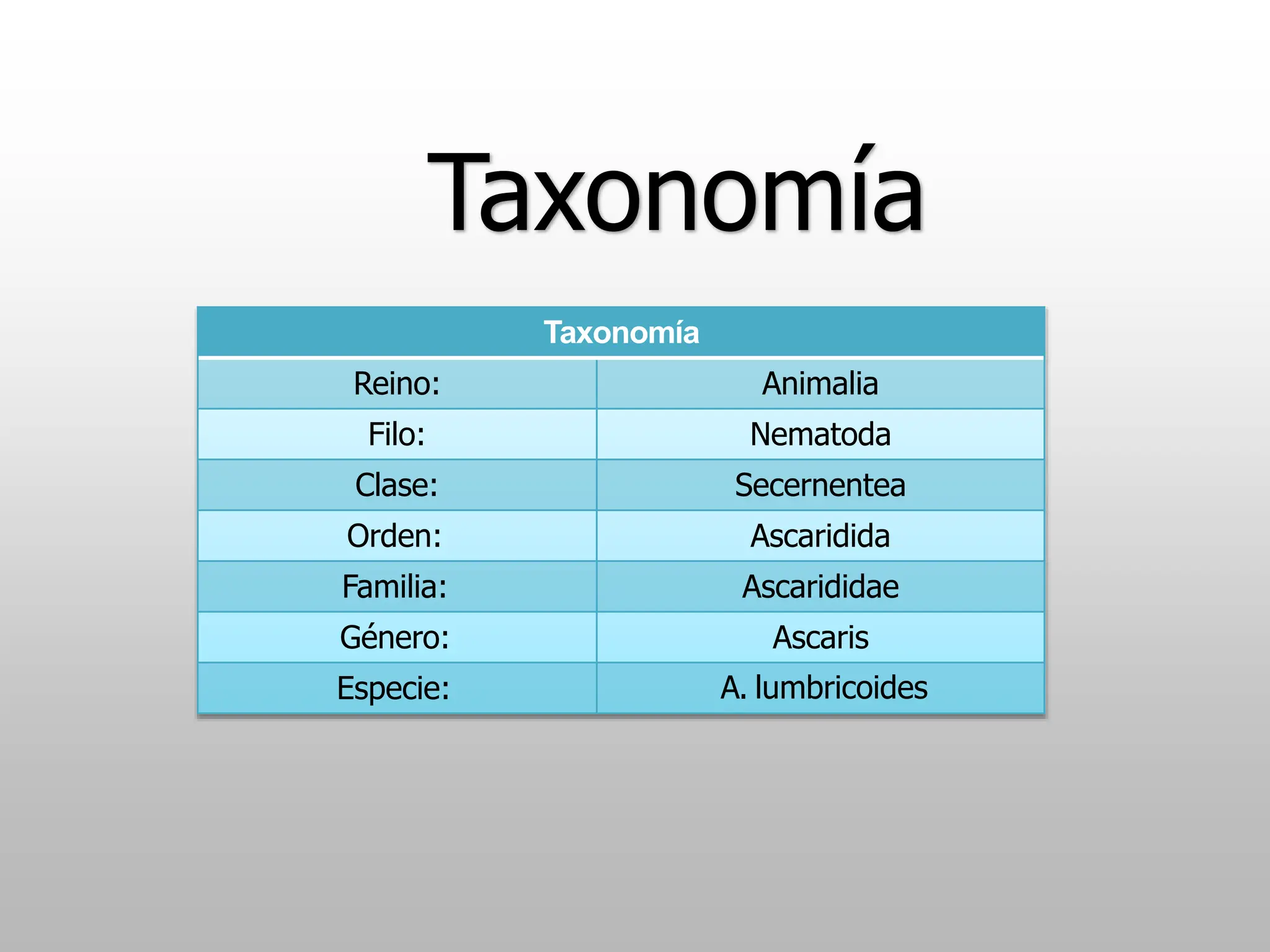 Clase III Ascaris lumbricoides (1).pptxc | PPTX