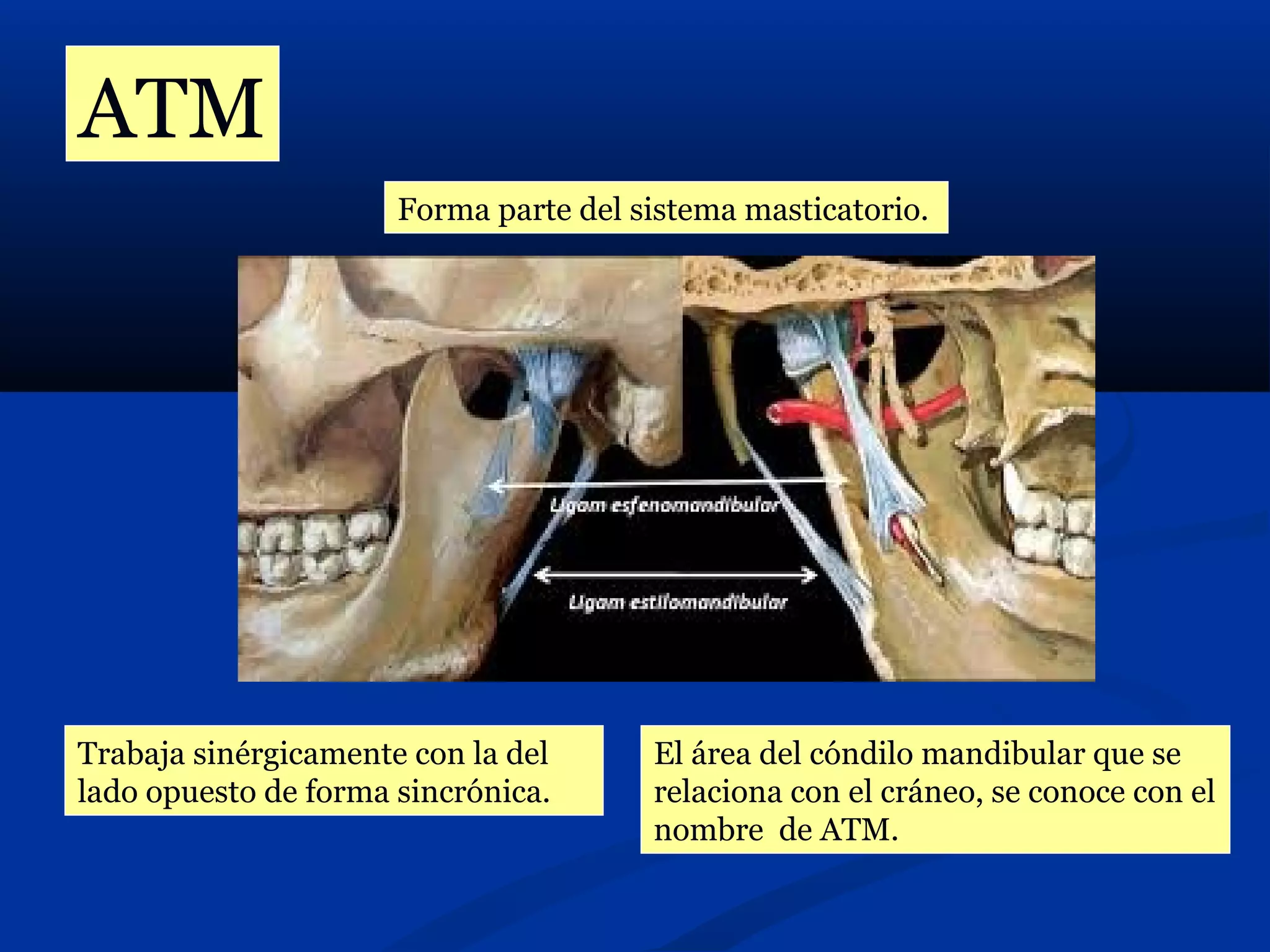 Clase iii atm parte 2- dinámica mandibular. | PPT