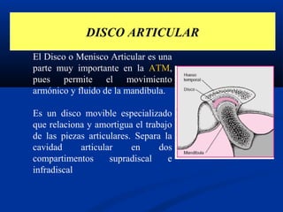 Clase iii atm parte 2- dinámica mandibular. | PPT