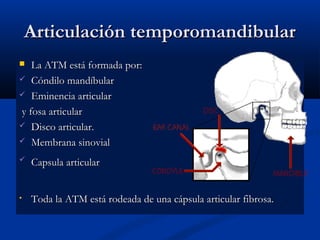 Clase iii atm parte 2- dinámica mandibular. | PPT