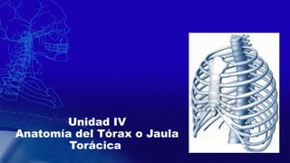 anatomia de caja toracica para fisioterapia | PPTX