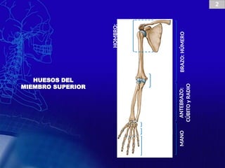CLASE I MIEMBRO SUPERIOR PARA FISIOTERAPIA.ppt