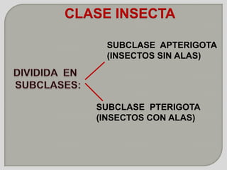 Clase insecta | PPT