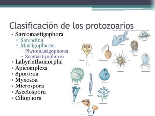 Clase introductoria biología | PDF