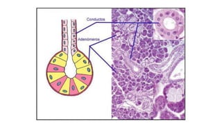 TEJIDO EPITELIAL DE SECRECIÓN HISTOLOGÍA I | PDF