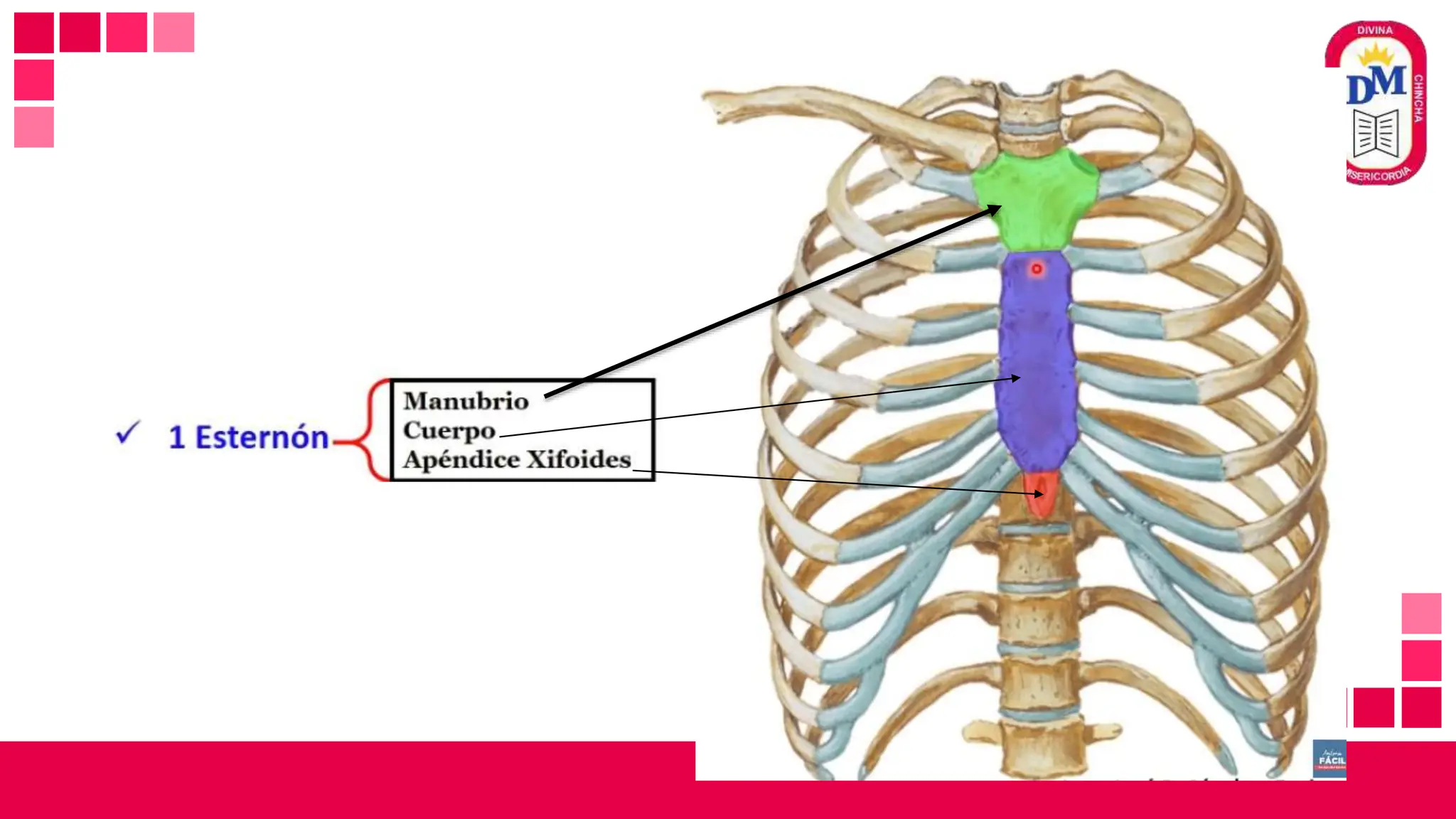 CLASE IV HUESOS DEL TORAX Y PELVIS.pptx lo mejor del mundo mundial de ...