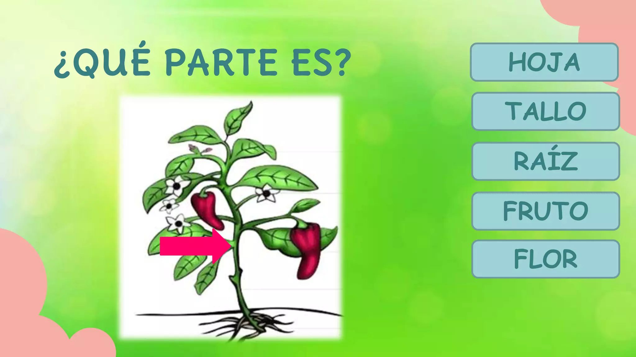 Clase Las plantas, necesidades y partes 23 sept..pptx