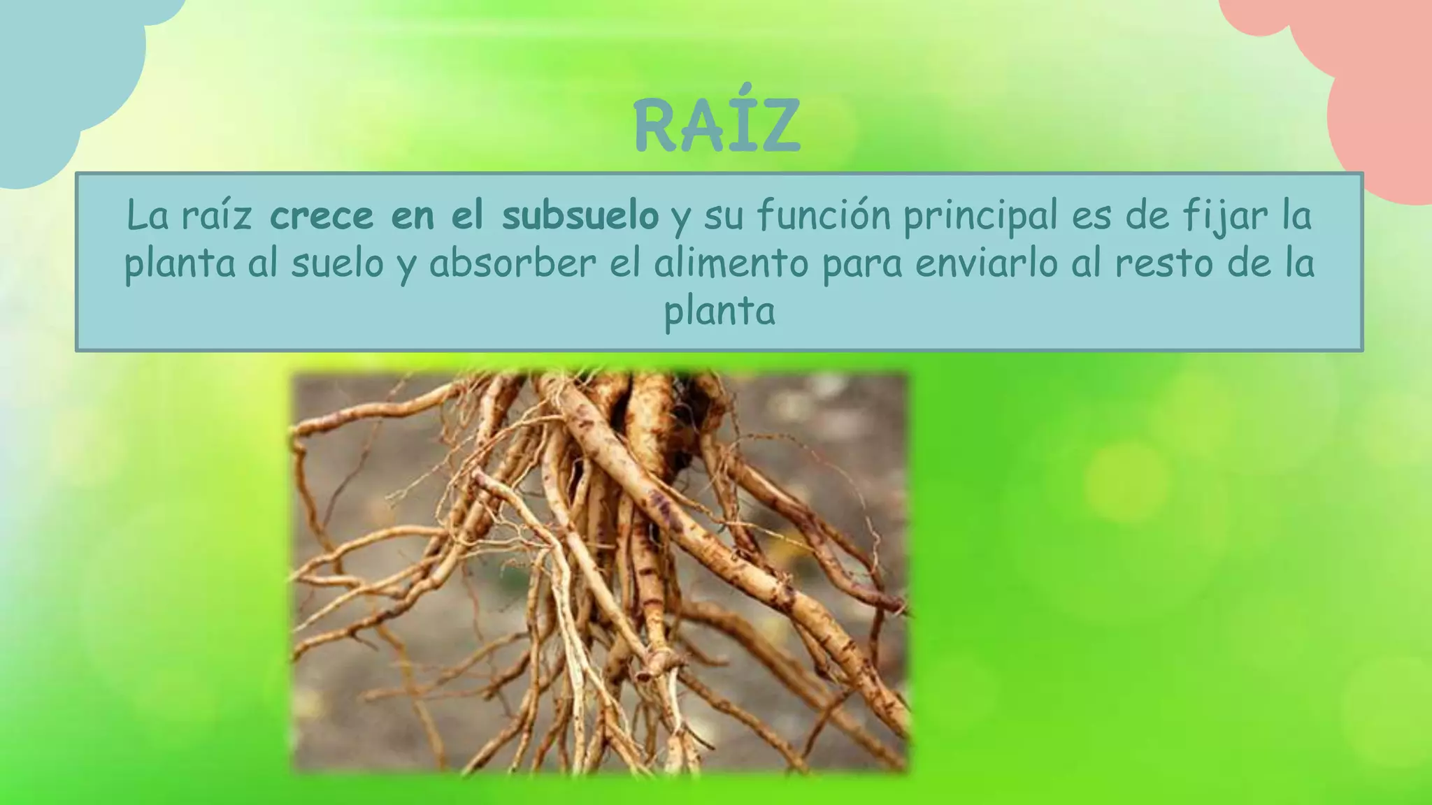 Clase Las plantas, necesidades y partes 23 sept..pptx
