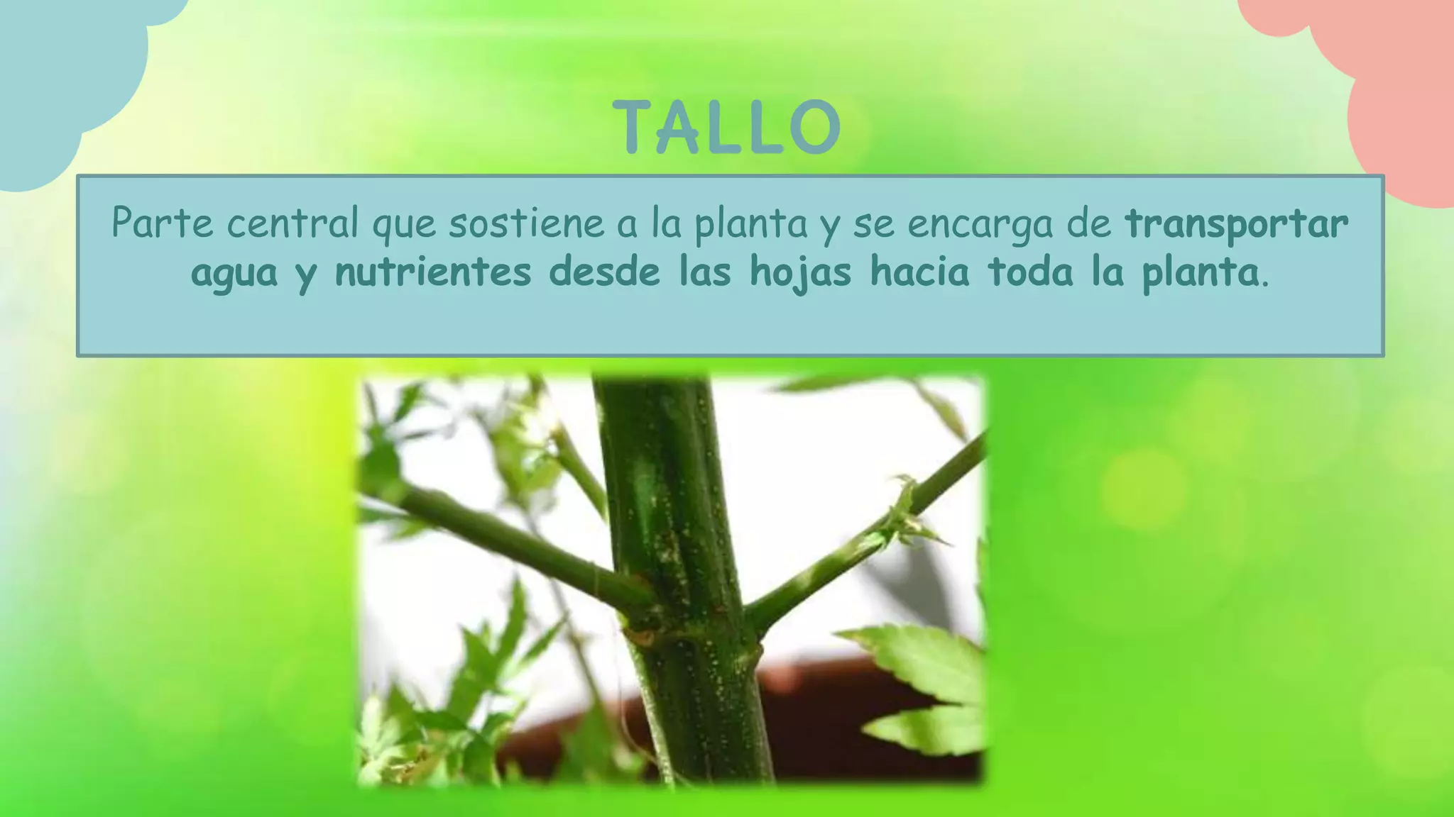 Clase Las plantas, necesidades y partes 23 sept..pptx