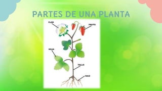 Clase Las plantas, necesidades y partes 23 sept..pptx