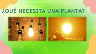 Clase Las plantas, necesidades y partes 23 sept..pptx