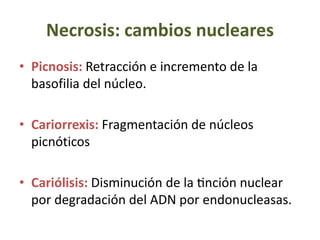 Lesión y Muerte Celular | PPT