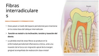 LIGAMENTO PERIODONTAL. Generalidades, irrigación, vascularización ...