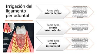LIGAMENTO PERIODONTAL. Generalidades, irrigación, vascularización ...