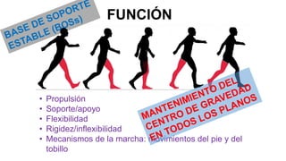 Clase magistral historia clinica y exploracion del aparato locomotor.pdf