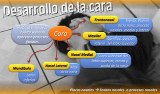 Fisura Labiopalatina y Labio Leporino | PPSX