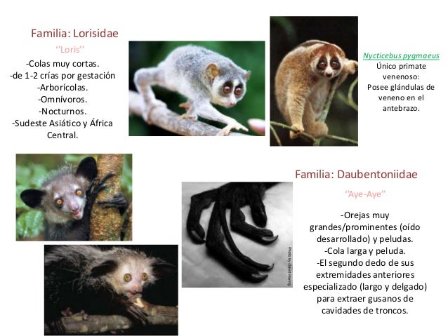 Mamíferos Clase Mammalia