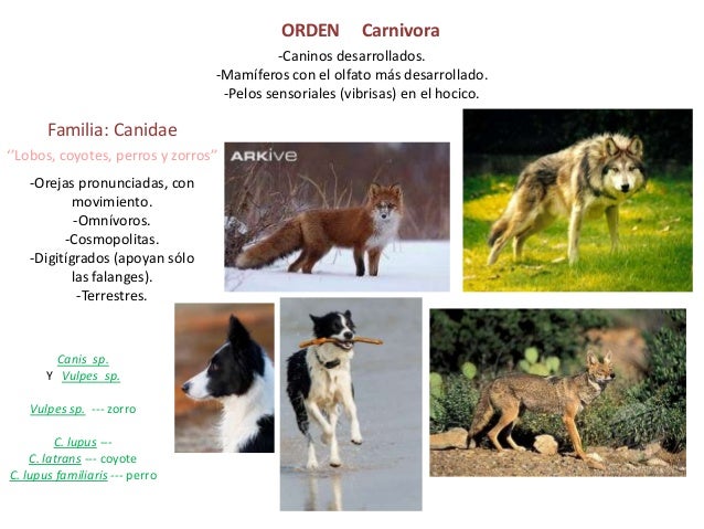 Mamíferos Clase Mammalia