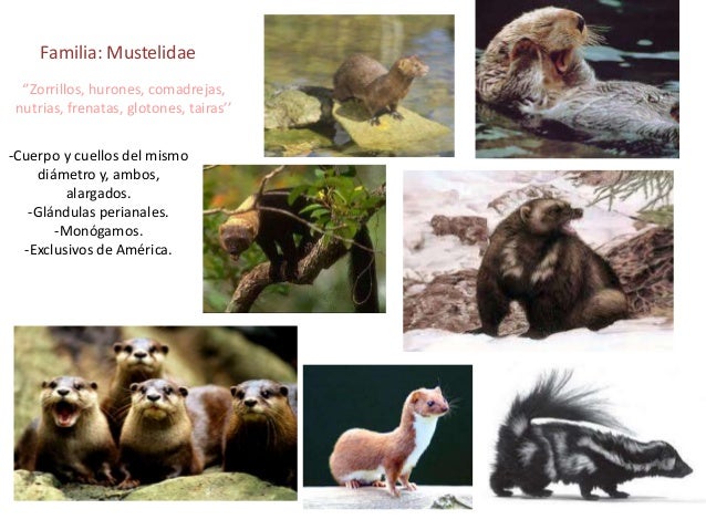 Mamíferos Clase Mammalia