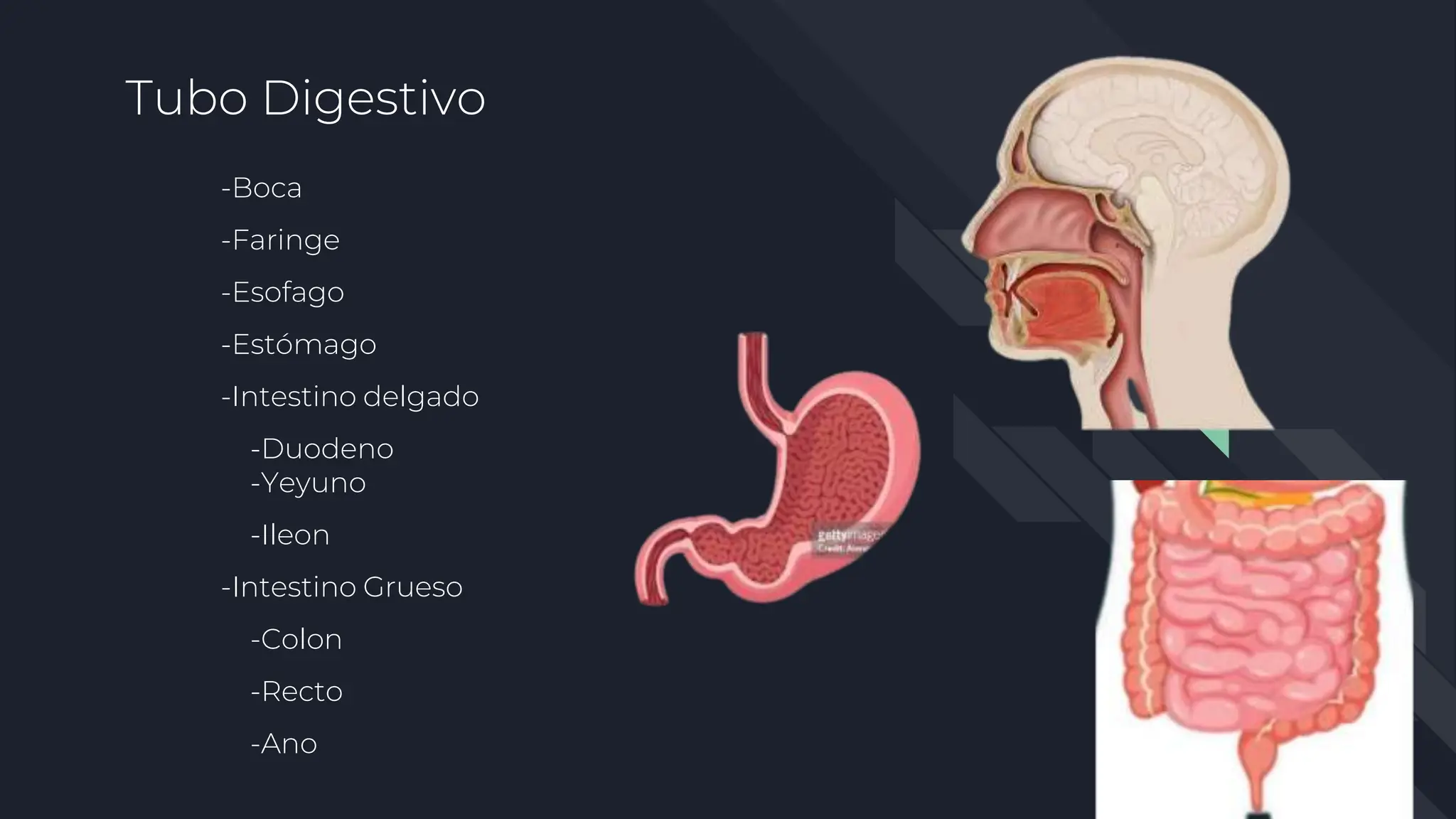 Clase Modelo Sistema digestivo para odontologia | PPTX
