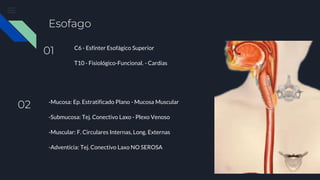 Clase Modelo Sistema digestivo para odontologia | PPTX