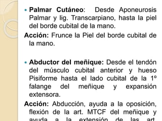 Clase músculos de mano | PPTX
