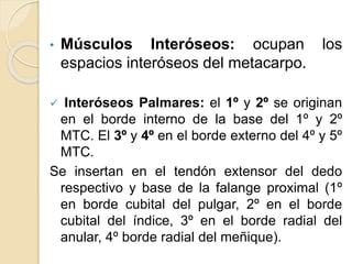 Clase músculos de mano | PPTX