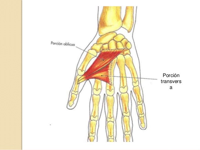 Clase músculos de mano