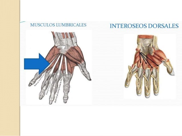 Clase músculos de mano