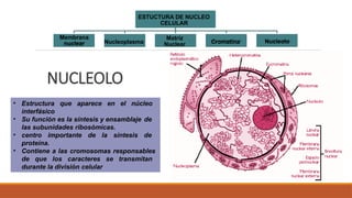 PARTES DE LAS CELULA E HISTORIA CEL.pptx