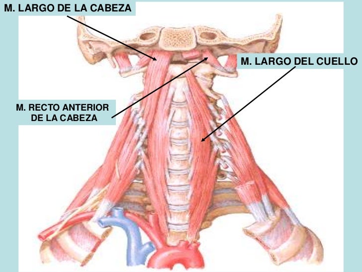 Musculos de la Cabeza y Cuello