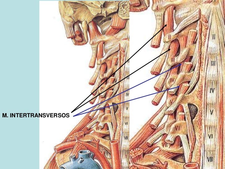 Musculos de la Cabeza y Cuello