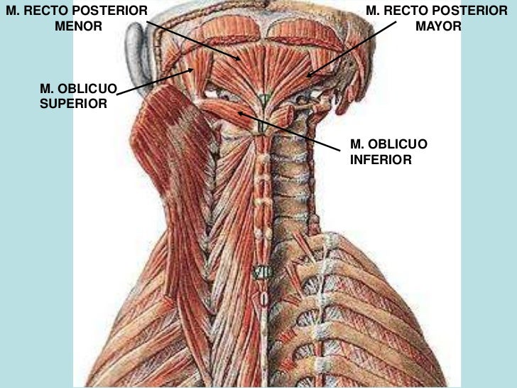 Musculos Del Cuello