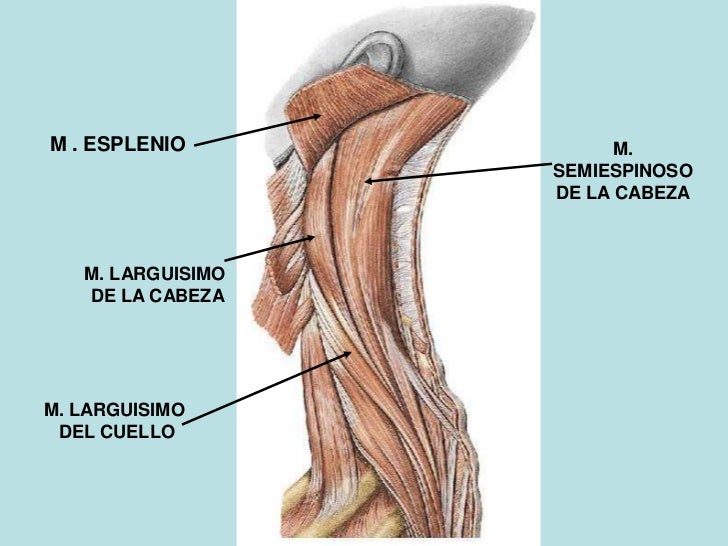 Musculos de la Cabeza y Cuello