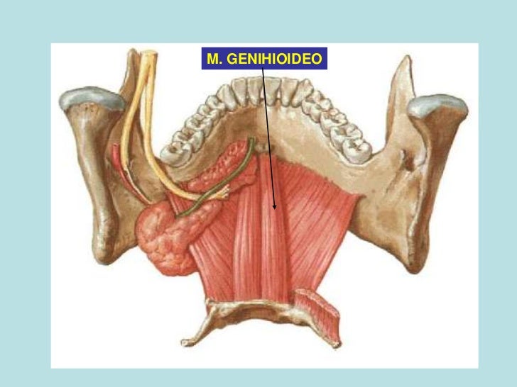 Musculos de la Cabeza y Cuello