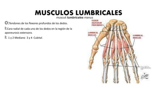 Clase musculos de la mano | PPTX