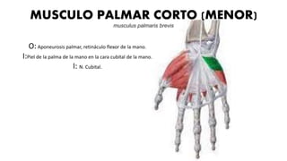 Clase musculos de la mano | PPTX