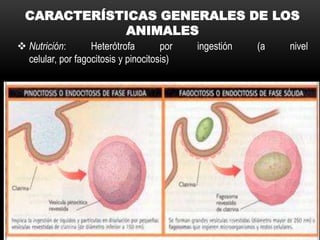 Clase n°. 1. filogenia de los animales | PPTX