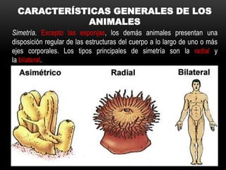 Clase n°. 1. filogenia de los animales | PPTX