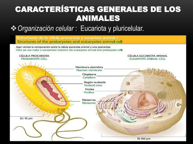 Clase N 1 Filogenia De Los Animales