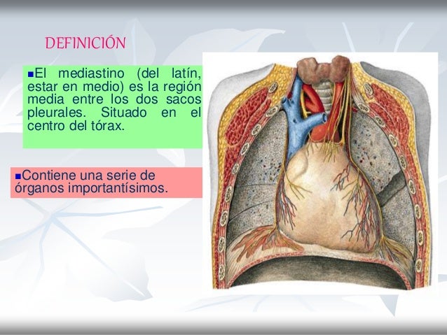 mediastino
