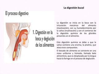 Clase Sistema Digestivo Técnico en enfermería | PPT