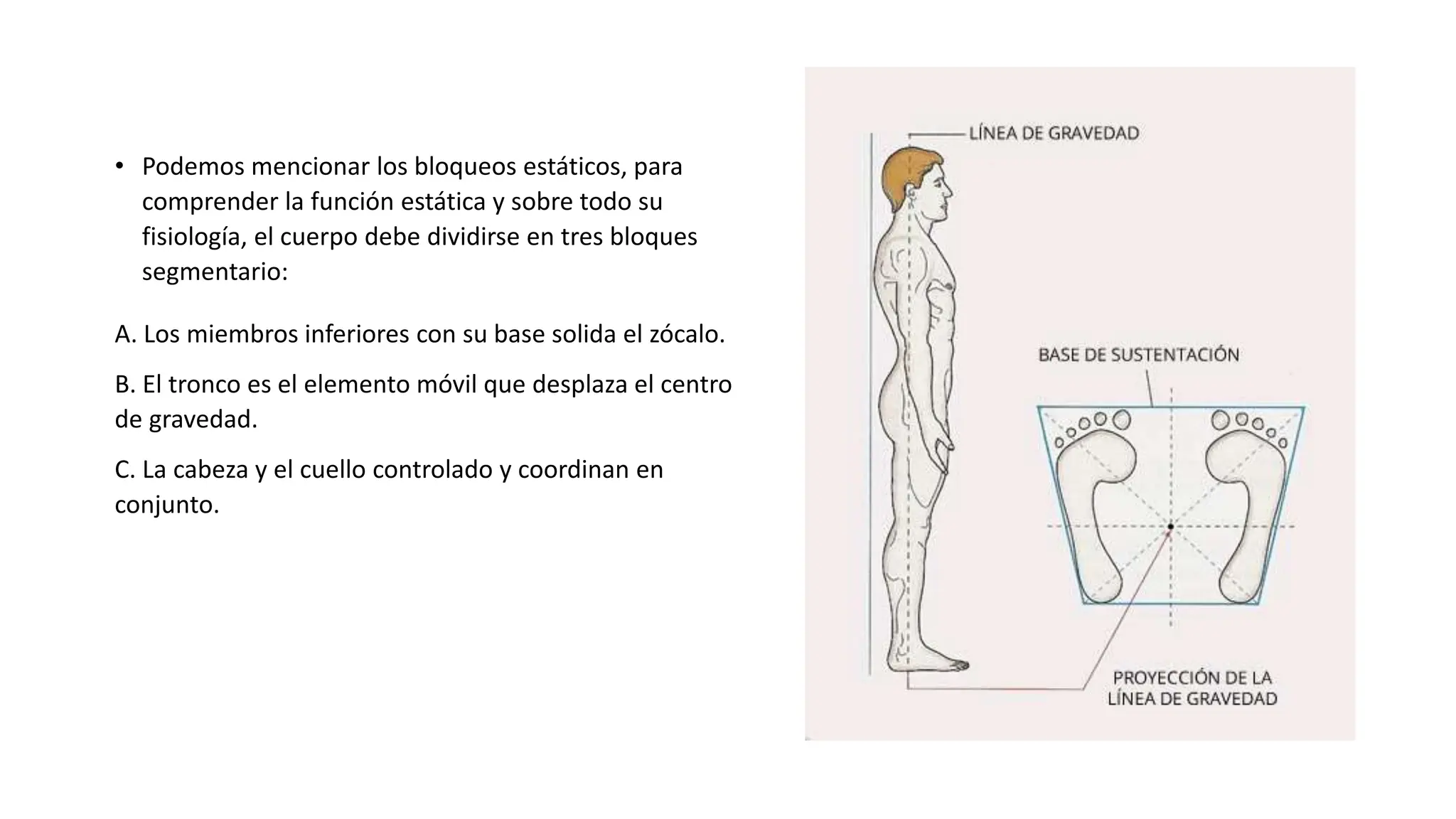 Clase - Mecánica de la postura corporal humano | PPT