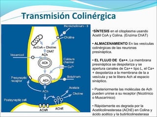 Clase nº 3 sistema nervioso autónomo | PPT