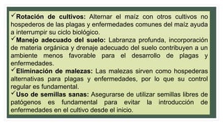 CLASE N° 5 CONTROL DE PLAGAS Y ENFERMEDADES DEL MAÍZ.pptx