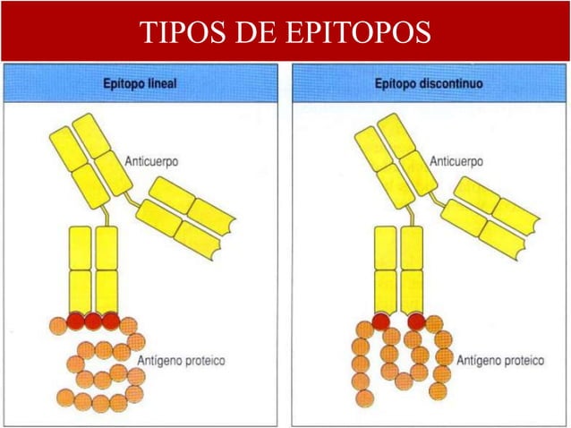Clase n° 5 naturaleza del antigeno y factores de inmunogenicidad.pptx ...