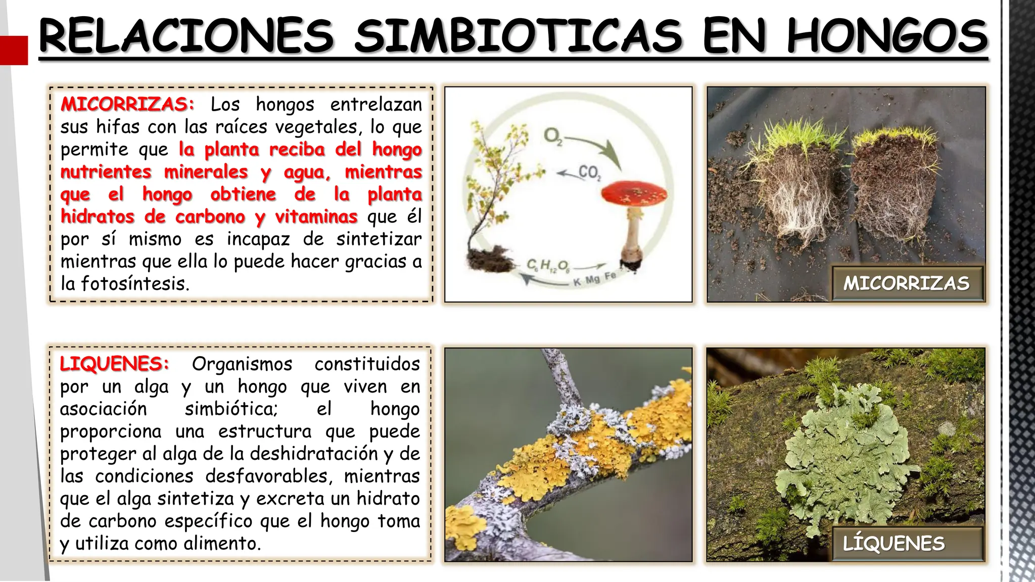 CLASE Nº6 - CLASIFICACIÓN DE LOS SERES VIVOS - DOMINIO EUKARYA ...