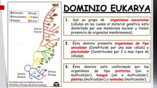 CLASE Nº6 - CLASIFICACIÓN DE LOS SERES VIVOS - DOMINIO EUKARYA ...