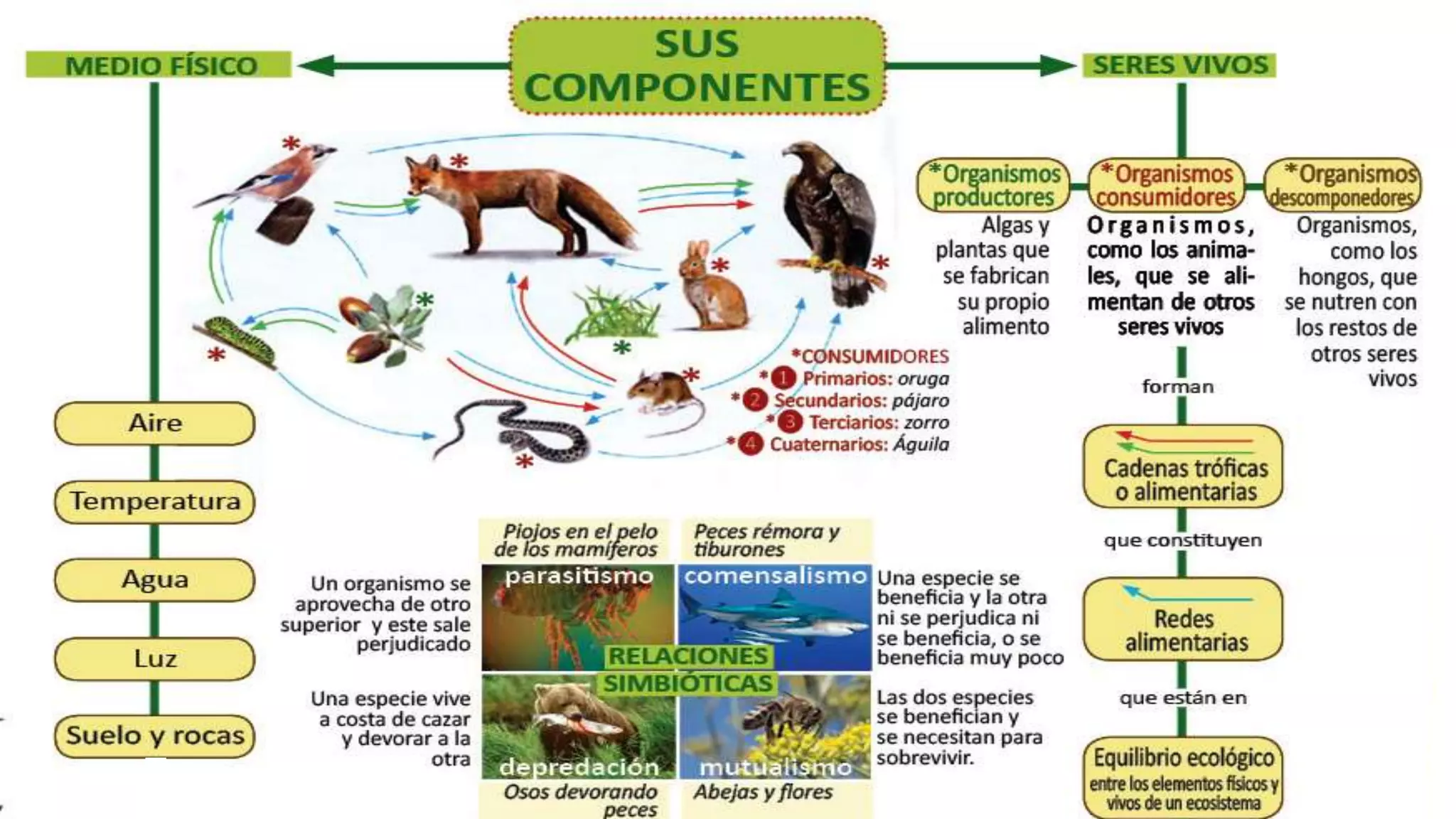 Clase naturales 3-10-06-21_ecosistemas-componentes bioticos | PPT